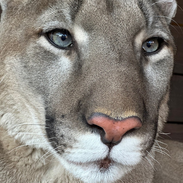 Telegram-канал "London_big_cat" — @londonbigcat — TGStat